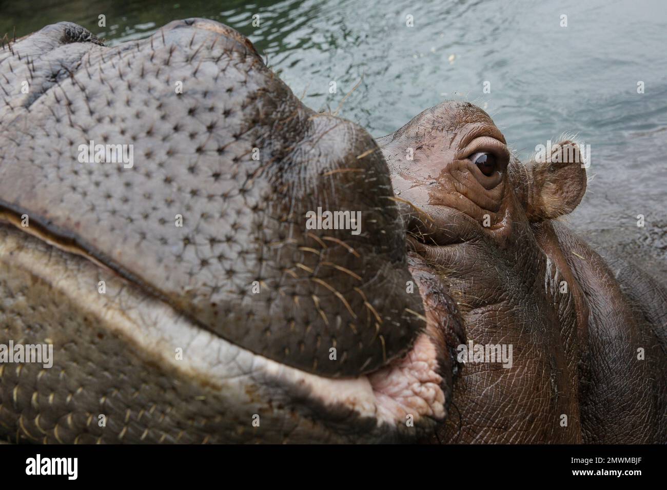 Bibi, a 17-year old pregnant Nile Hippo at the Cincinnati Zoo ...