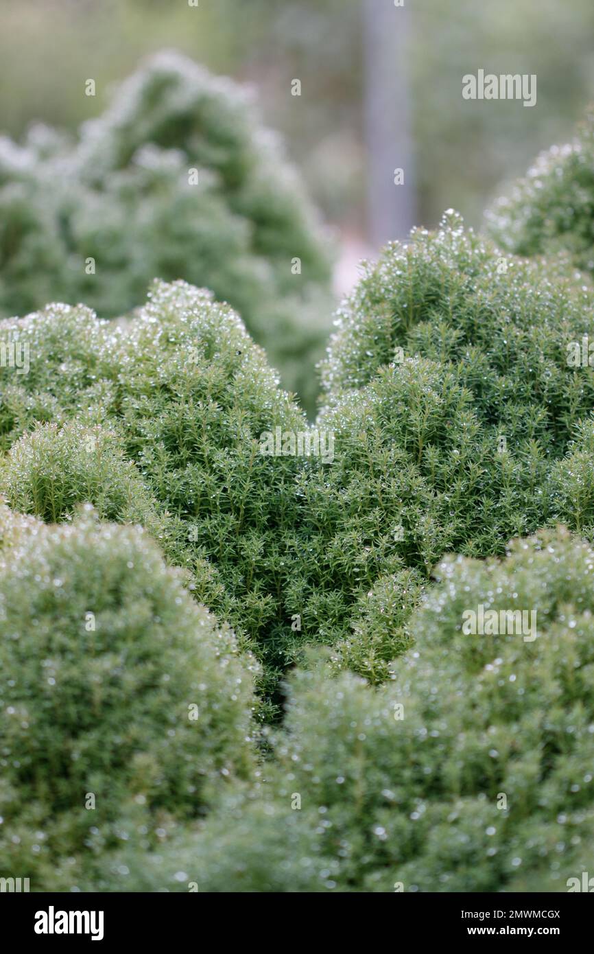 A vertical closeup shot of shrubs and bushes found growing in a garden ...