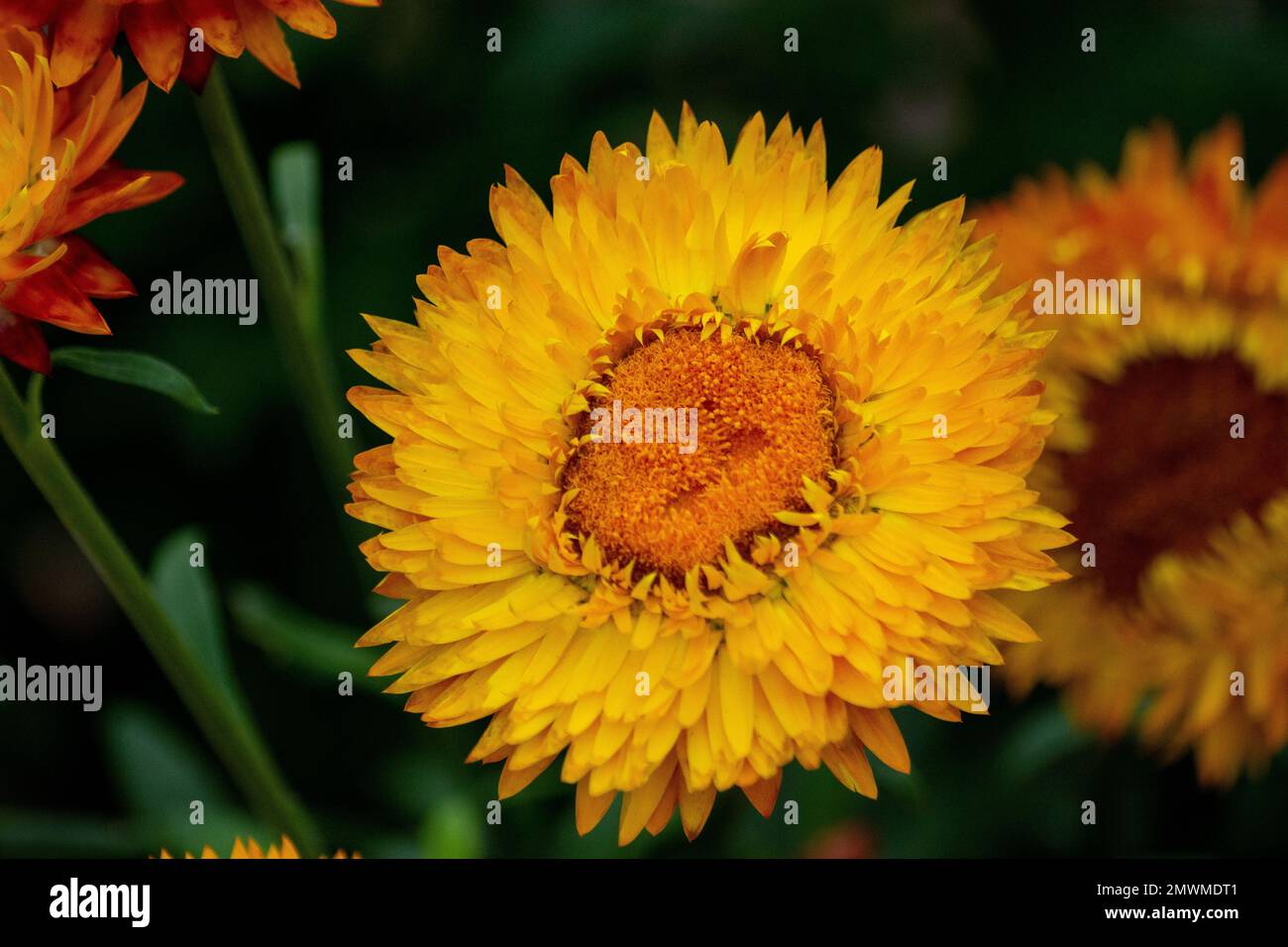 A top view closeup of a yellow strawflower, Xerochrysum bracteatum ...