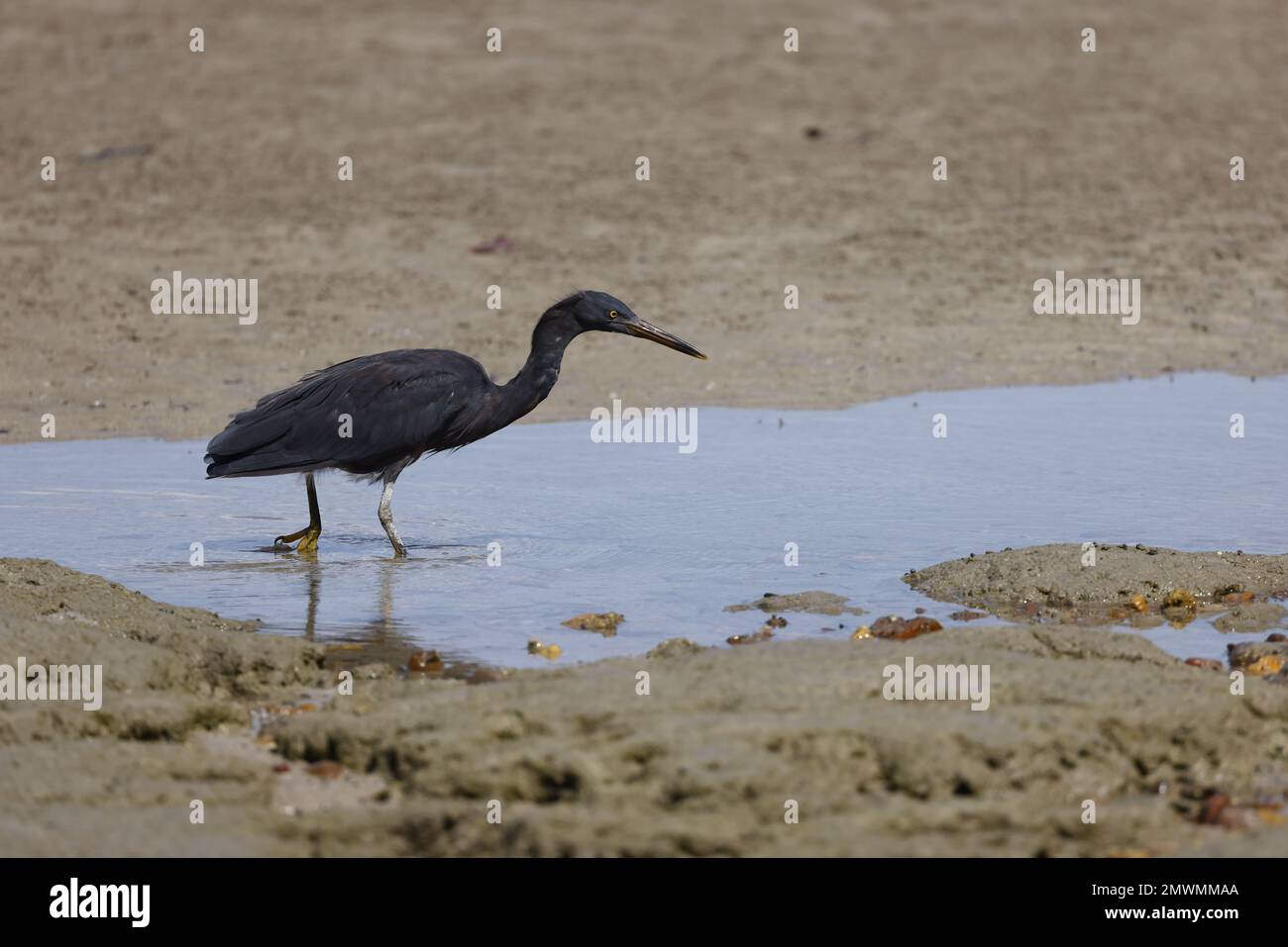 A Pacific reef heron, Egretta sacra captured at a beach in Koh Chang ...