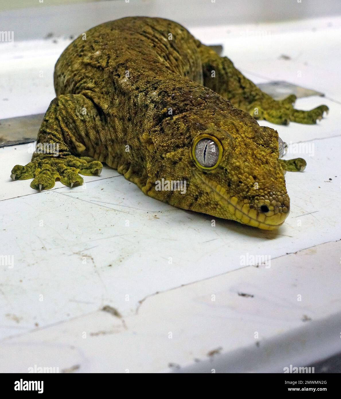 A vertical shot of a large leechie lizard (New Caledonia giant gecko ...