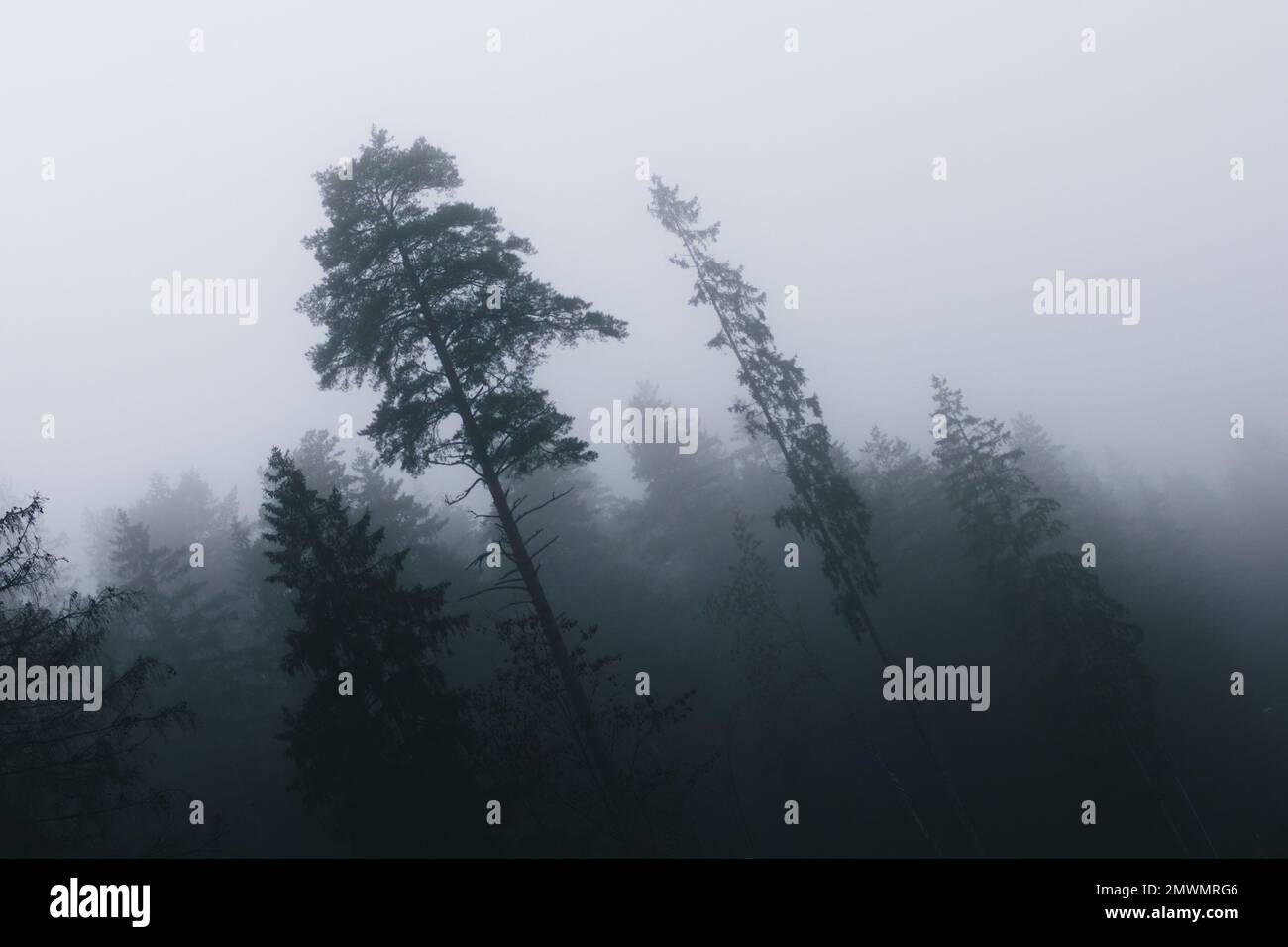 A beautiful shot of pine trees in foggy weather in Ogre Zilie Kalni ...
