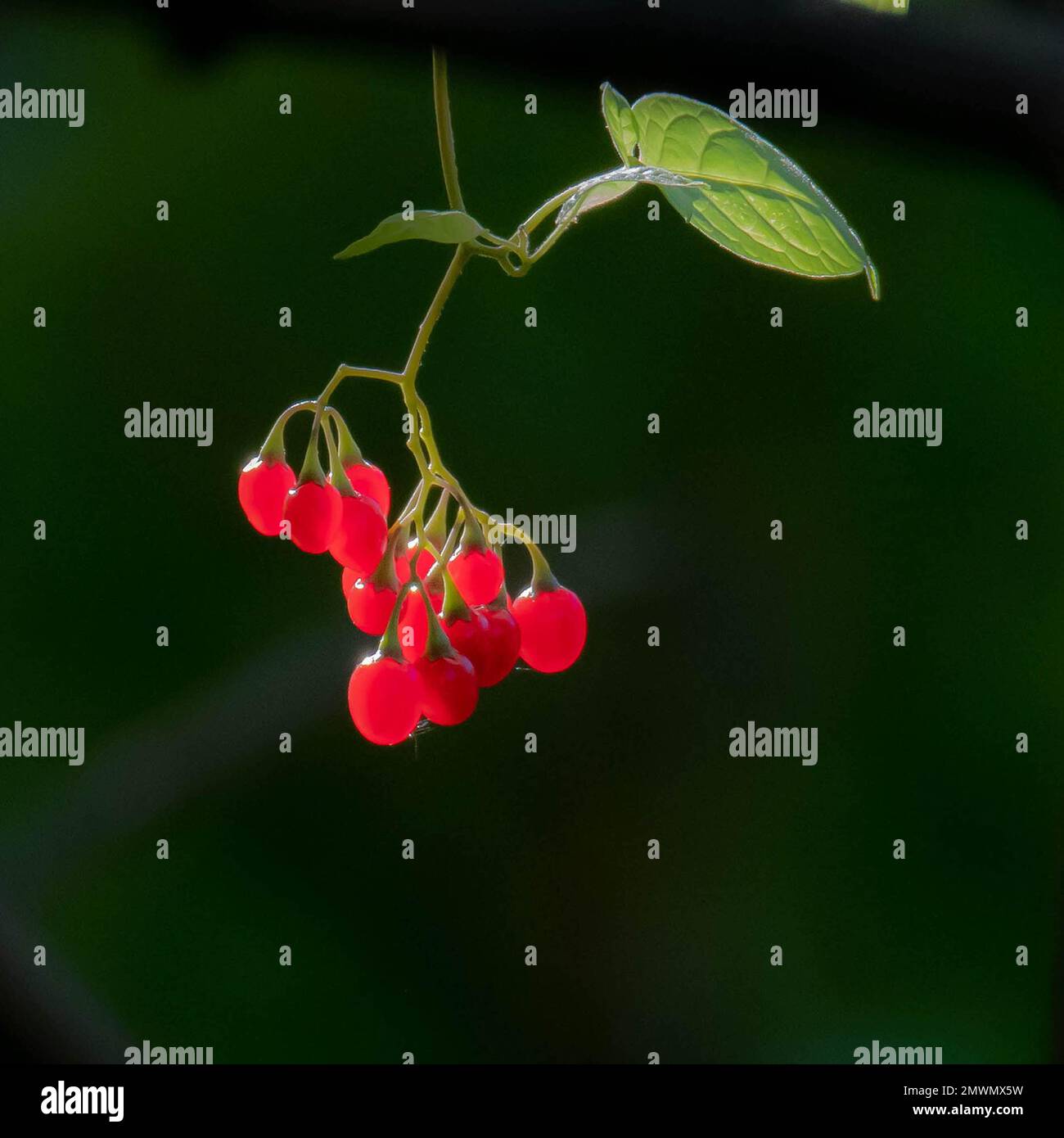 A closeup of a Bittersweet nightshade against the blurred green ...