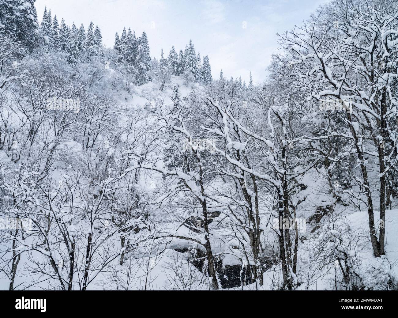 Snow-covered trees in Niigata Prefecture, Japan, seen from a train on ...