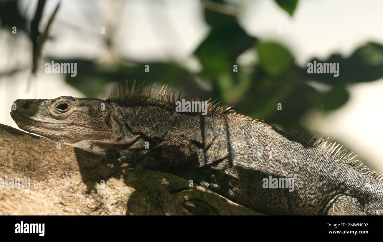 close up side view of a black spiny-tailed iguana at manuel antonio ...