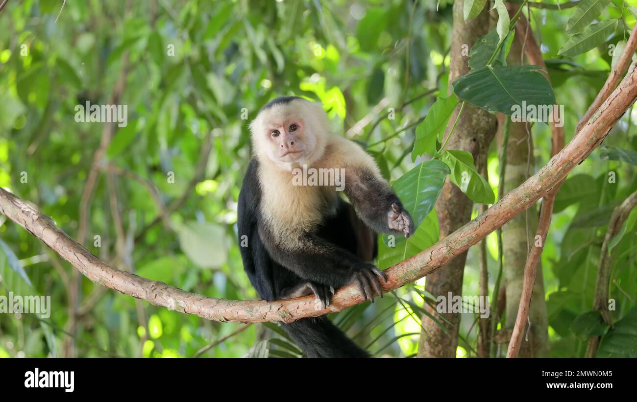 Costa rica white faced capuchin hi-res stock photography and images - Alamy