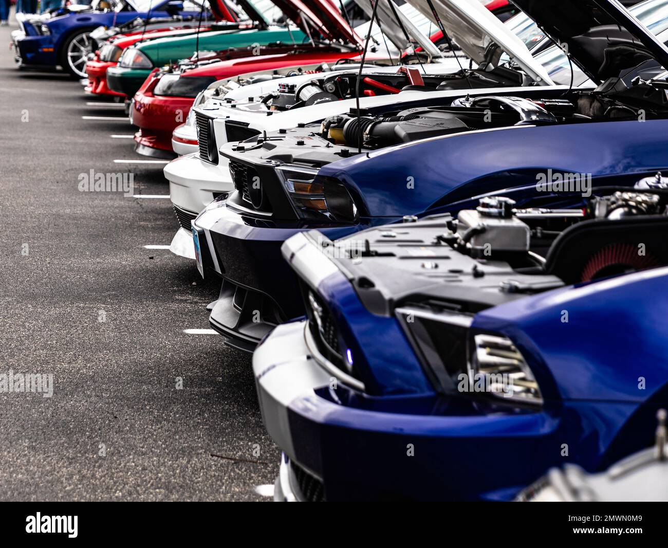 The beautiful luxury mustang cars in a row with open hoods at a large ...