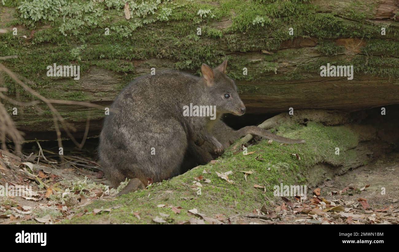 Pademelon joey hi-res stock photography and images - Alamy
