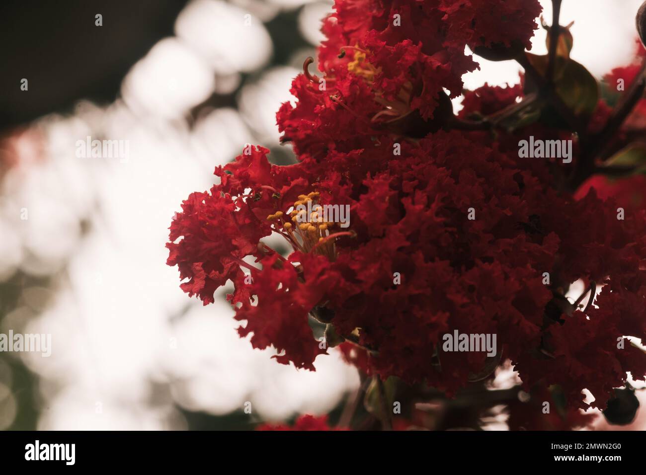 A closeup of Lagerstroemia indica, the crape myrtle Stock Photo - Alamy