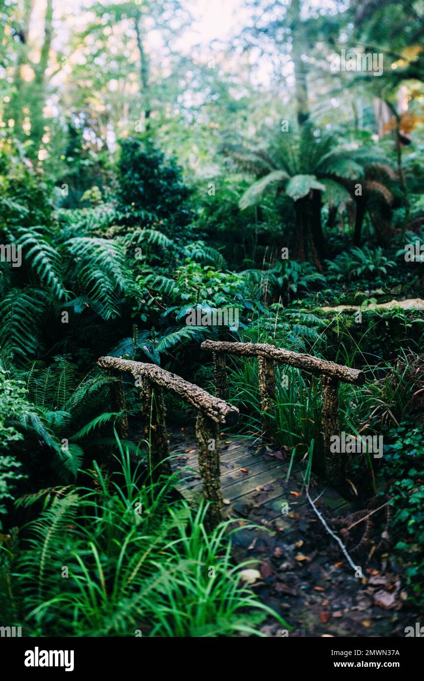 A small bridge in the green forest with lush vegetation Stock Photo - Alamy