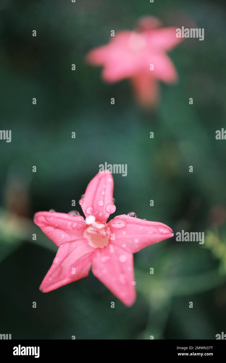 Marco floral hi-res stock photography and images - Alamy