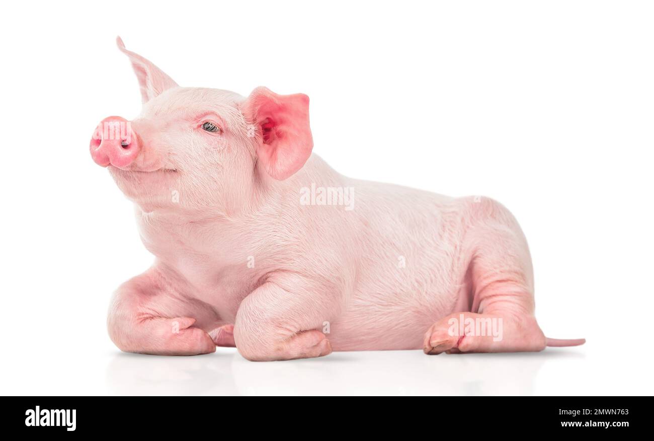 young pig isolated on white background Stock Photo - Alamy