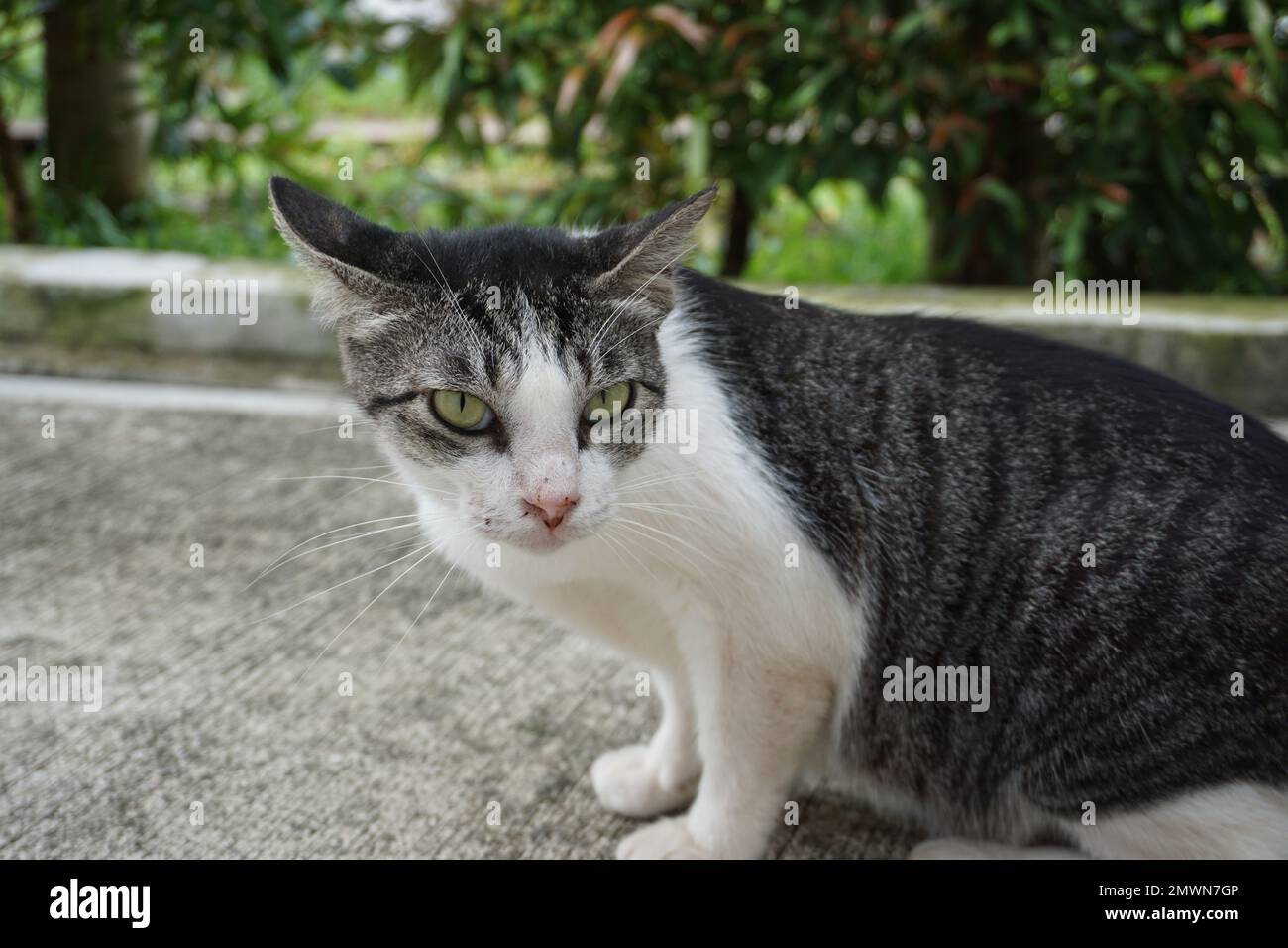 Tuxedo tabby cat hi-res stock photography and images - Alamy