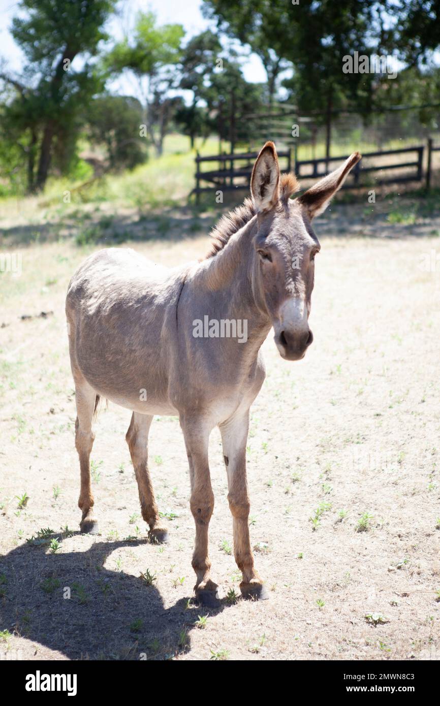 Donkeys in a sunny paddock, Paso Robles California, USA Stock Photo - Alamy