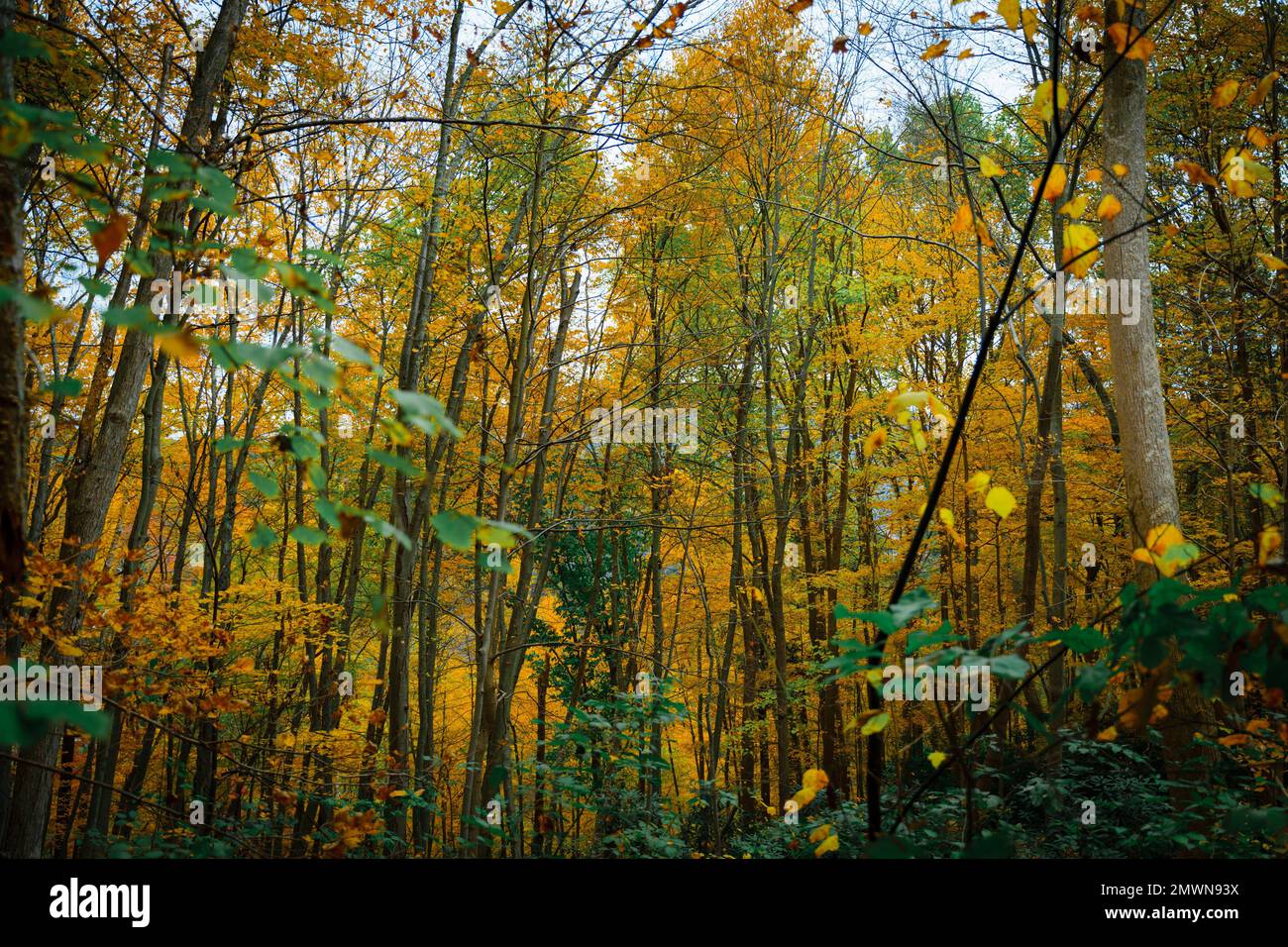 The half-green, half-yellow foliage in a forest with tall trees Stock ...