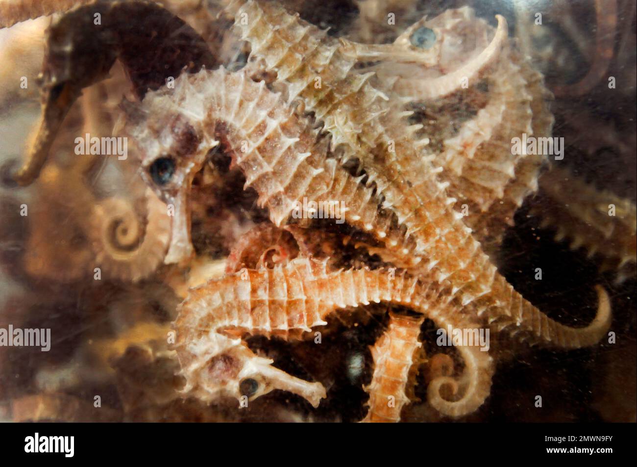 In this Nov. 28, 2016, photo, dried seahorses are displaying in plastic ...