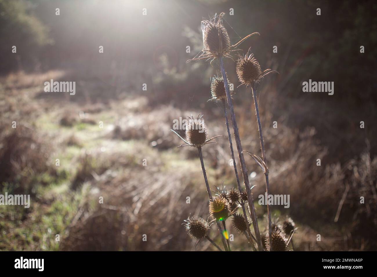 Native california plants hi-res stock photography and images - Alamy