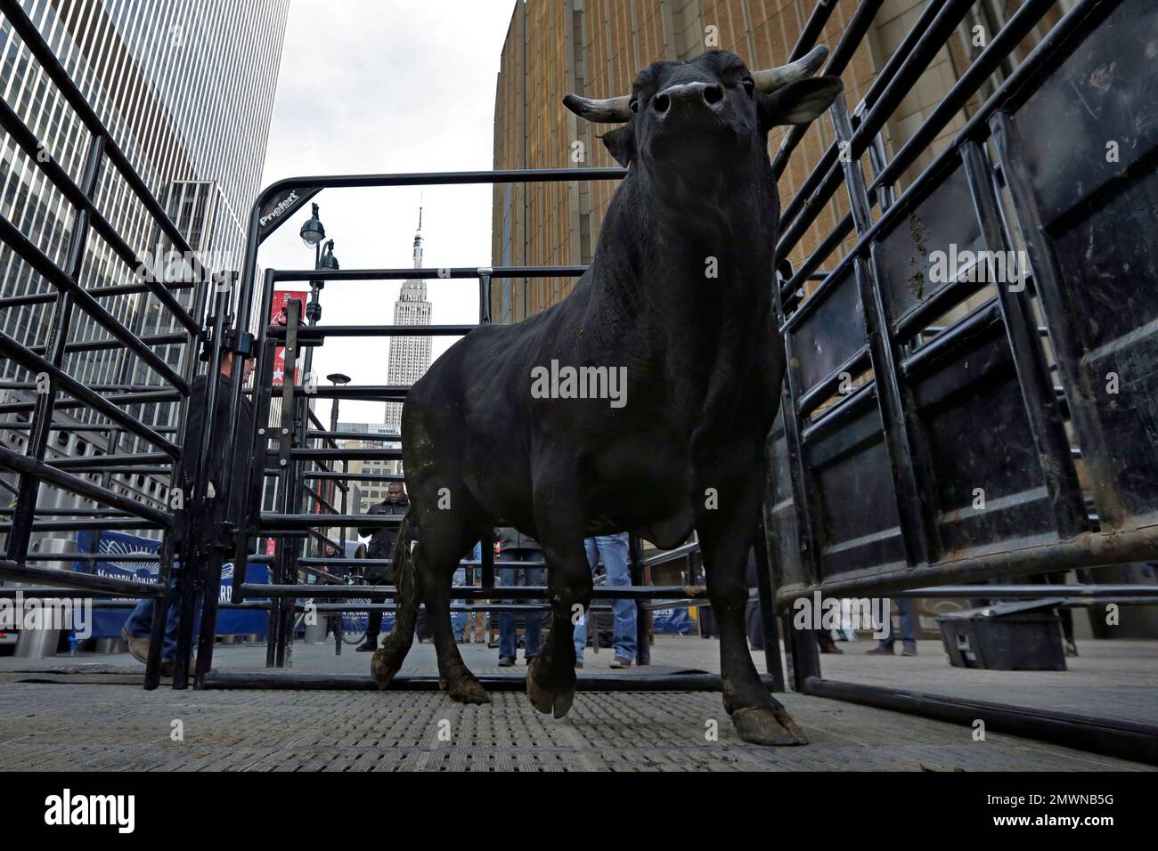 Micro Man, a 6-year-old, 1,410-pound bull from Jersey Shore, Pa ...
