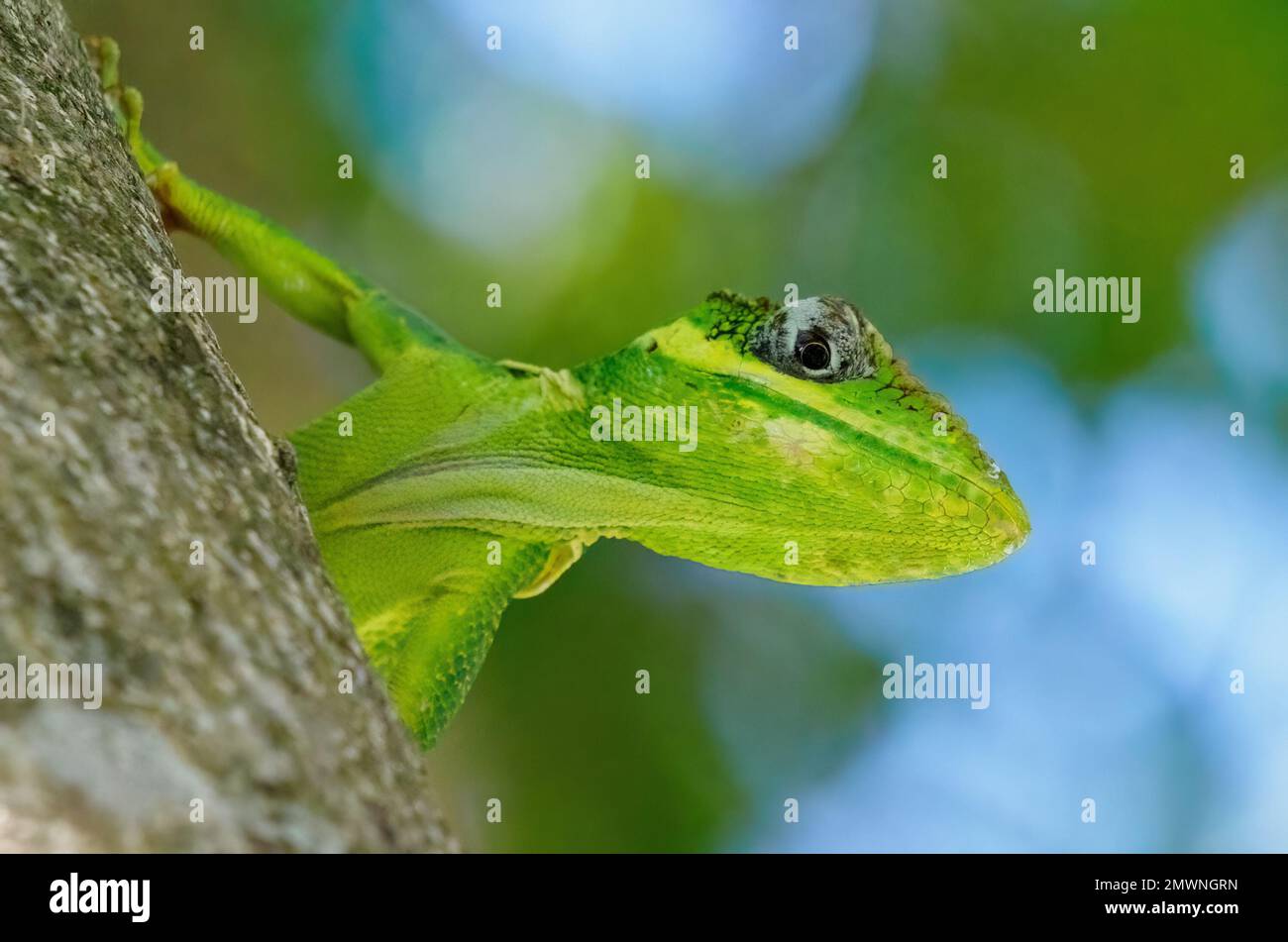 A close-up shot of a Cuban Knight Anole lizard with a blurred ...