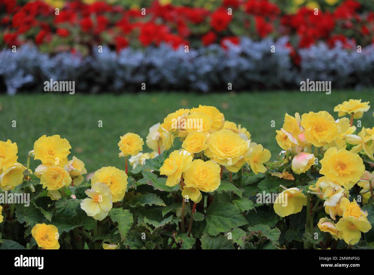 Beautiful garden yellow and red roses on the evening lawn Stock Photo ...