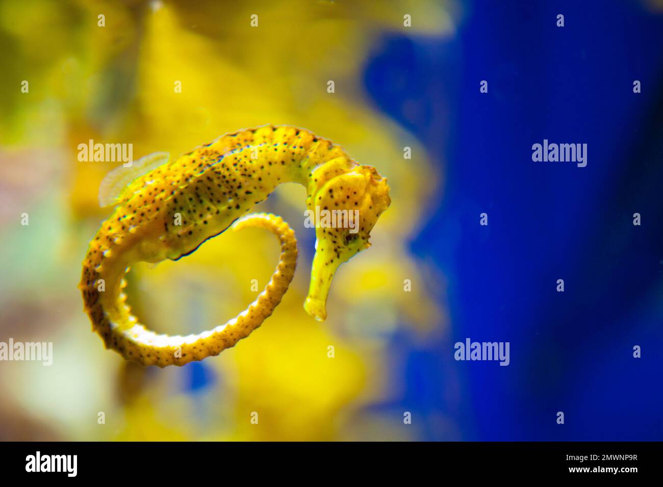 Seahorse tail hi-res stock photography and images - Alamy