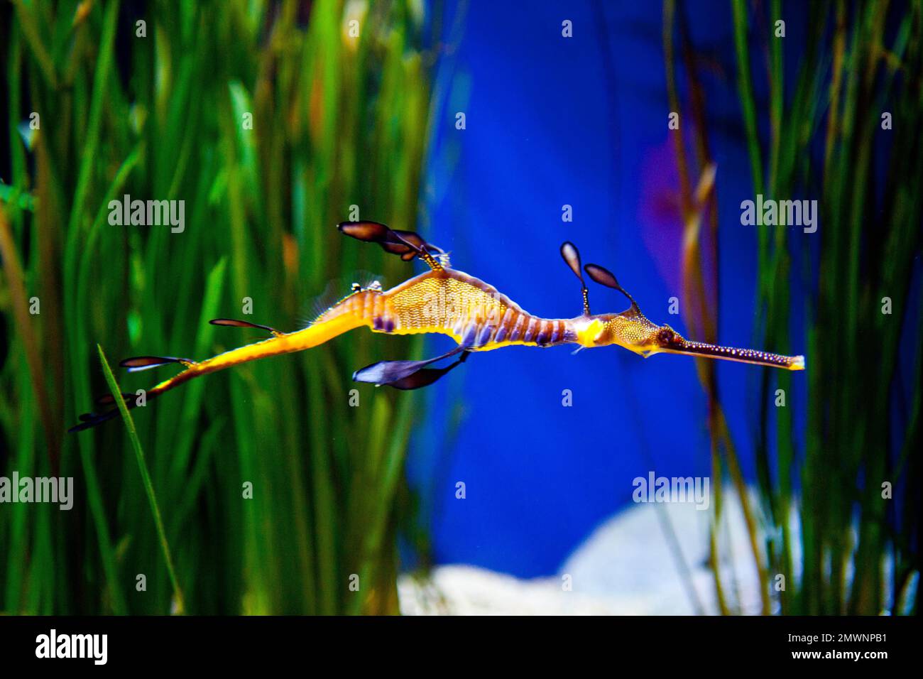 Weedy sea dragon Monterey Bay Aquarium, California Stock Photo - Alamy