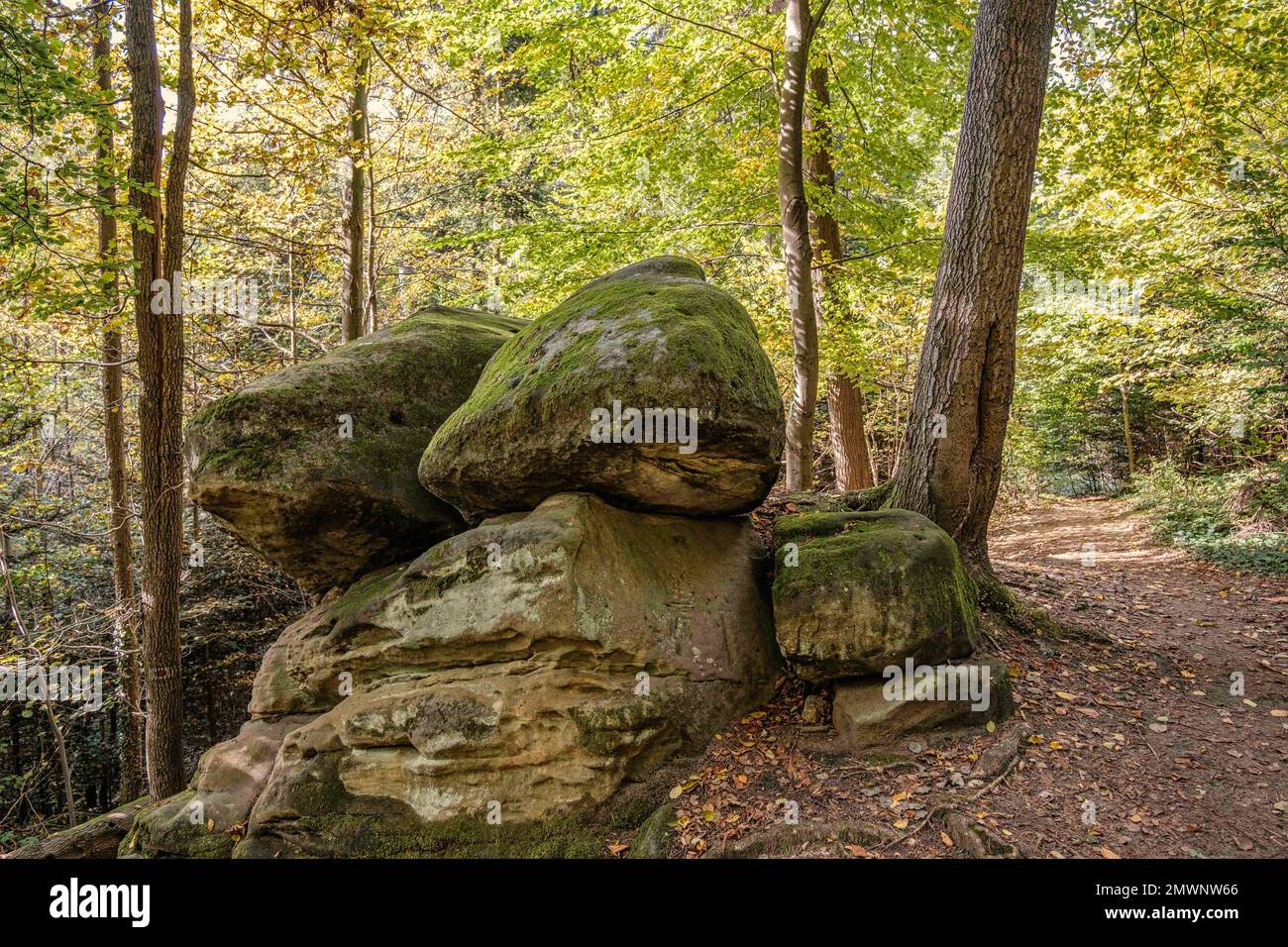 A path stretching next to huge rocks in the forest with dense trees ...