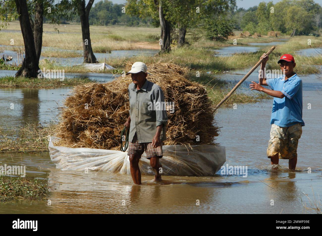 Cambodian farmers drag a boat made of tarpaulin loaded with bundles of ...