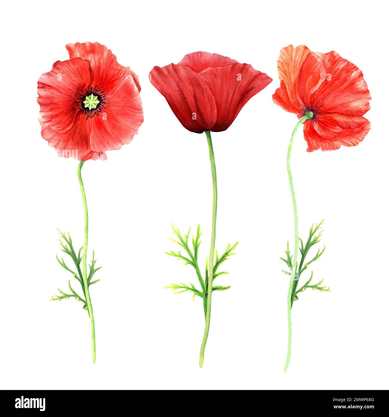 Poppy Flowers Set Watercolor Illustration Isolated On White Background