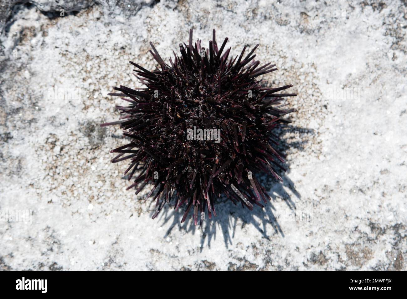 Sea urchin shell on the beach hi-res stock photography and images - Alamy