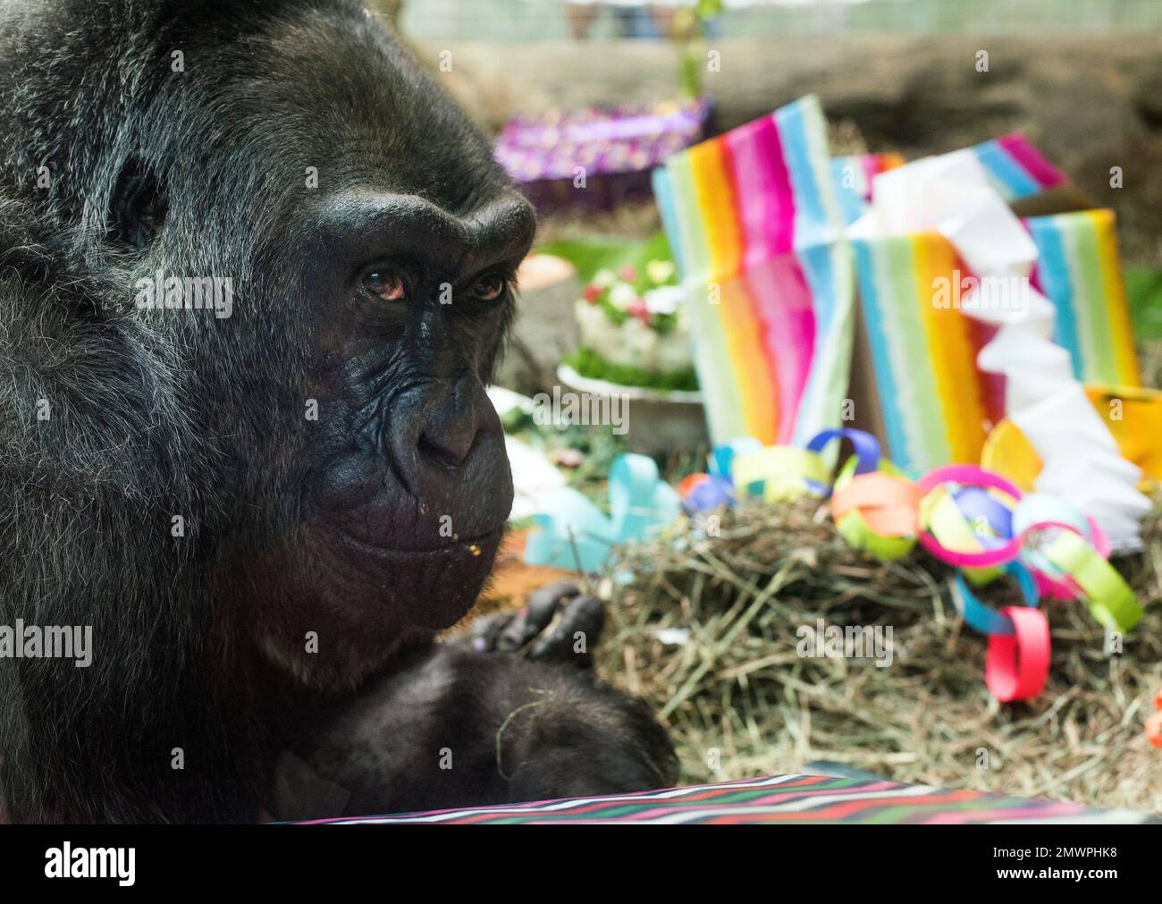 Colo the Gorilla sits inside of her enclosure, in the Congo Expedition ...