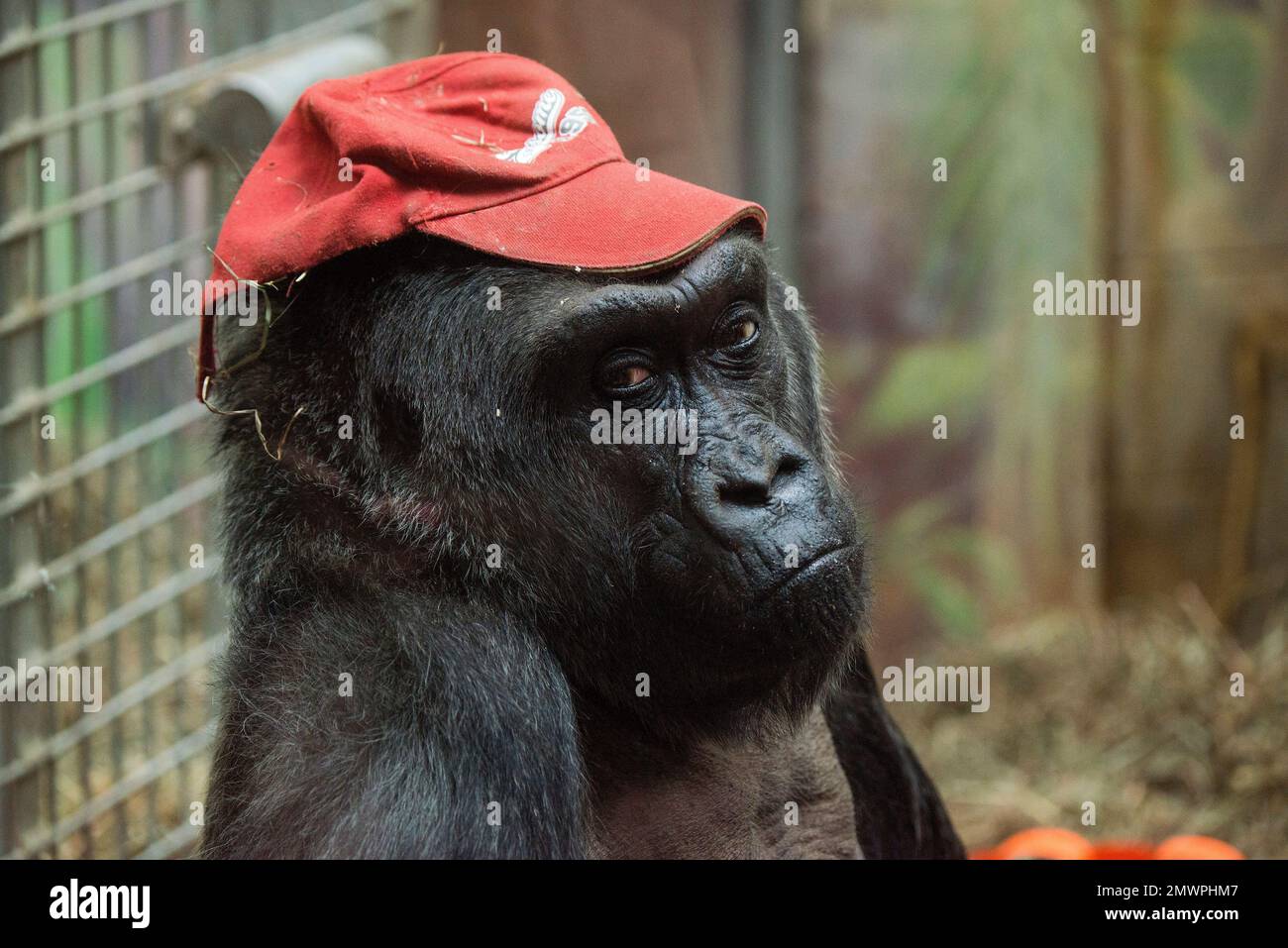 Colo the Gorilla wears a hat on her head inside of her enclosure, in ...