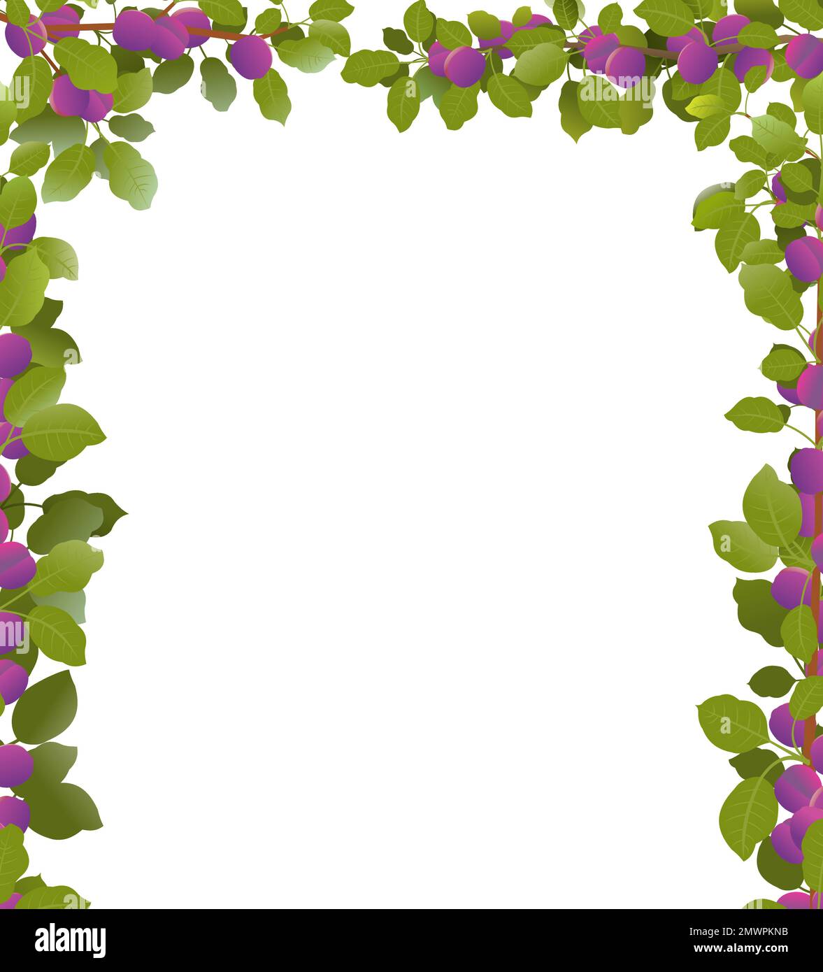 Tree plum with ripe fruits. Branches in form of frame. Garden plant ...