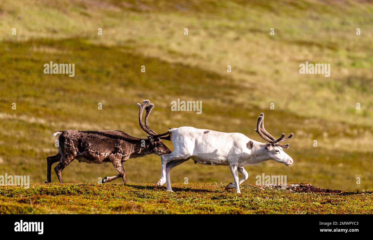 Wild reindeer running tundra hi-res stock photography and images - Alamy