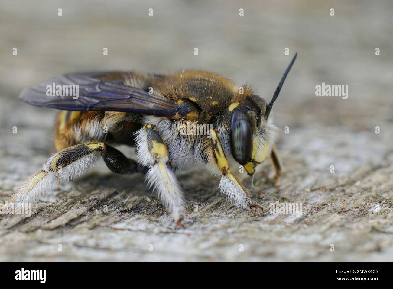 Detailed closeup on the common European woolcarder bee, Anthidium ...