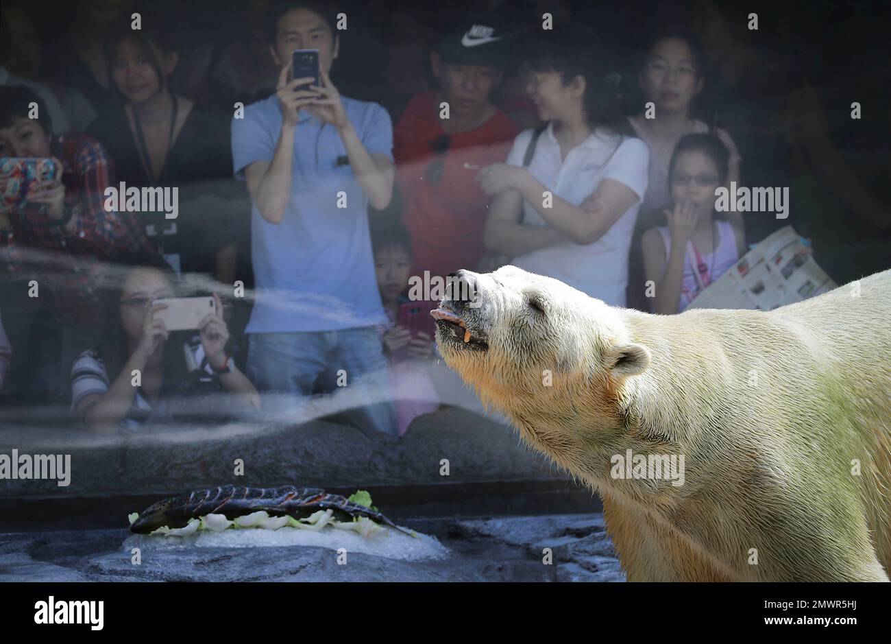 Visitors take photographs while the Singapore Zoo's senior polar bear ...