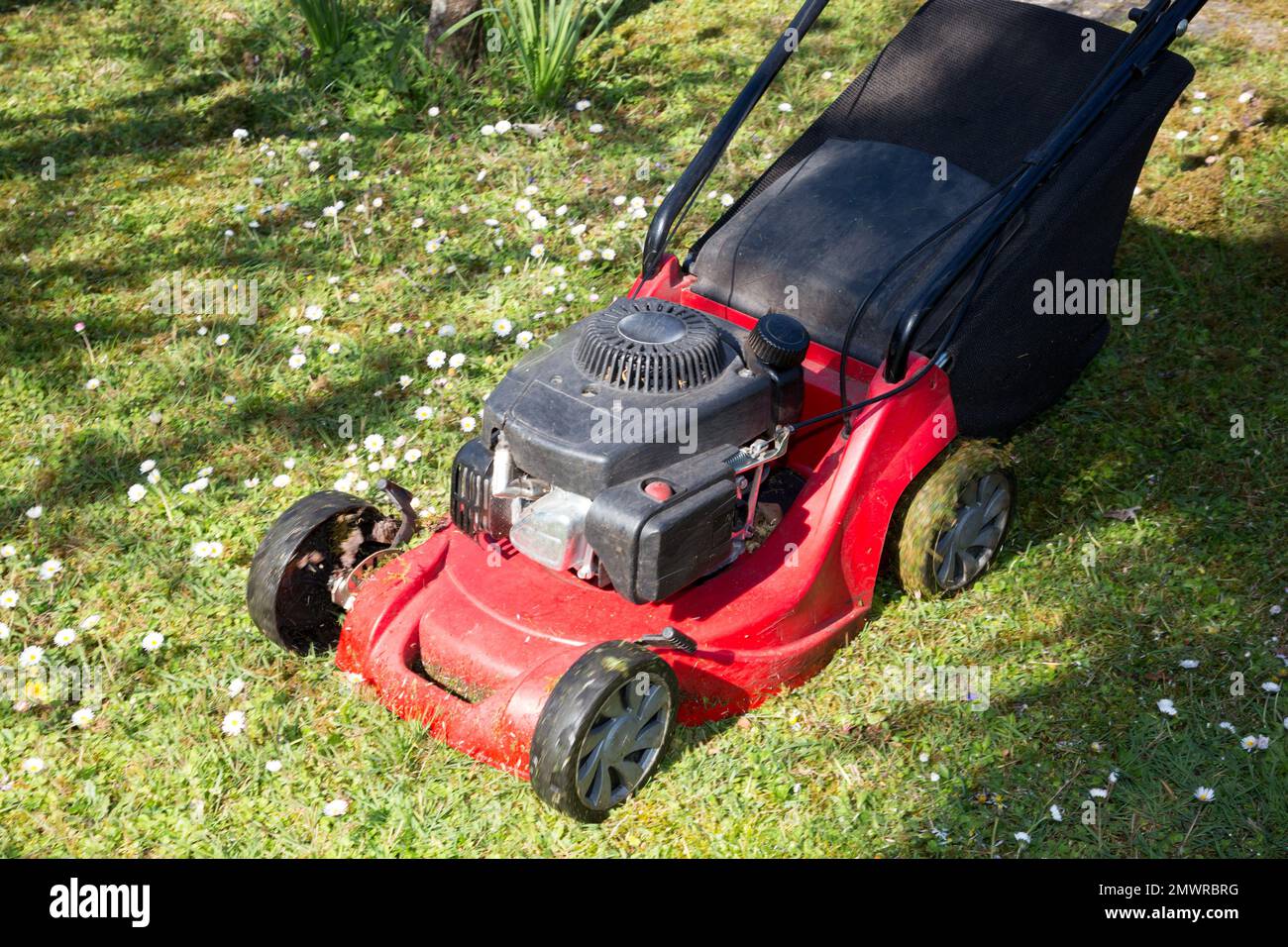 lawn mowing red gasoline lawn mower on the grass in garden park Stock ...