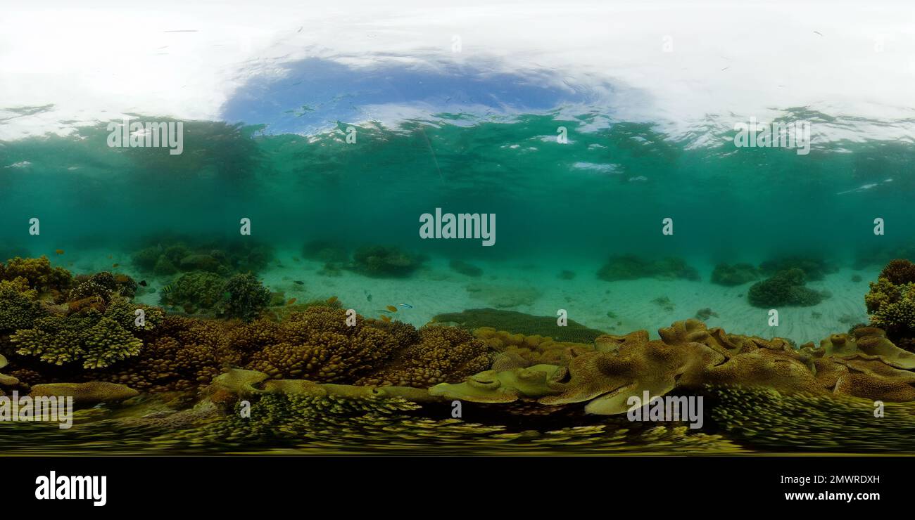 Underwater fish reef marine. Tropical colourful underwater seascape ...