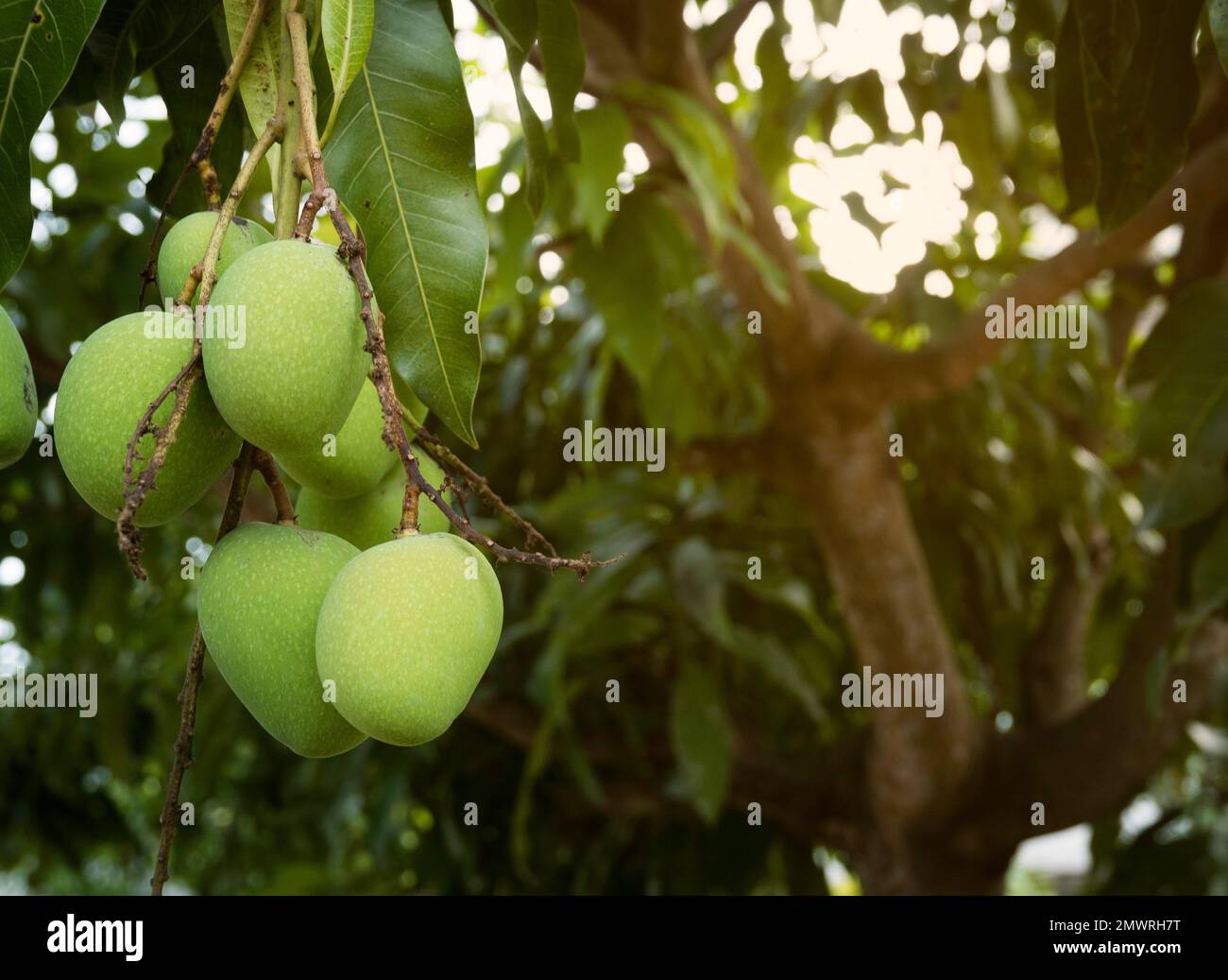 Mango with leaf hi-res stock photography and images - Alamy