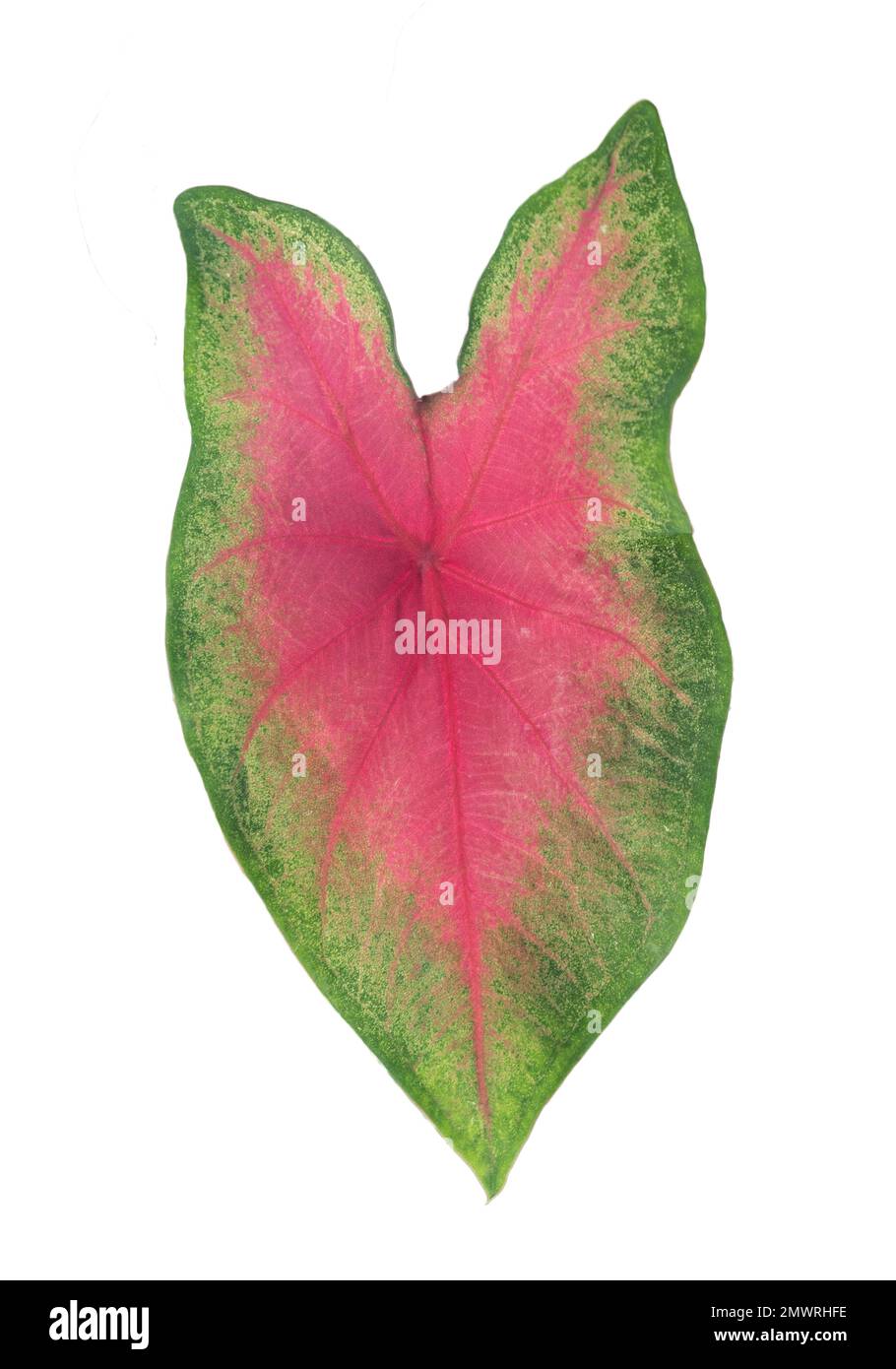 Leaves caladium Cut Out Stock Images & Pictures - Alamy
