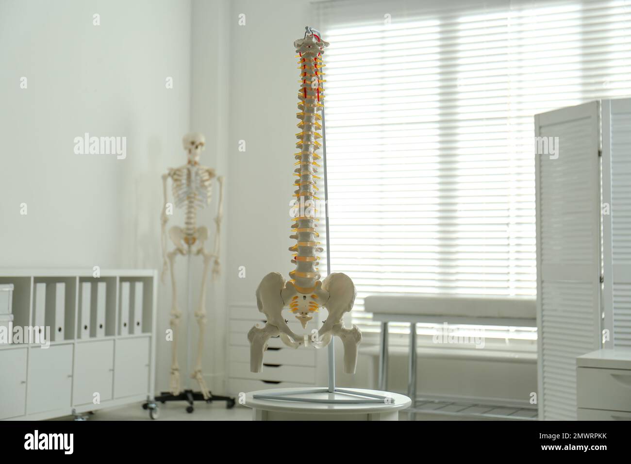 Human spine model on table in orthopedist's office Stock Photo - Alamy