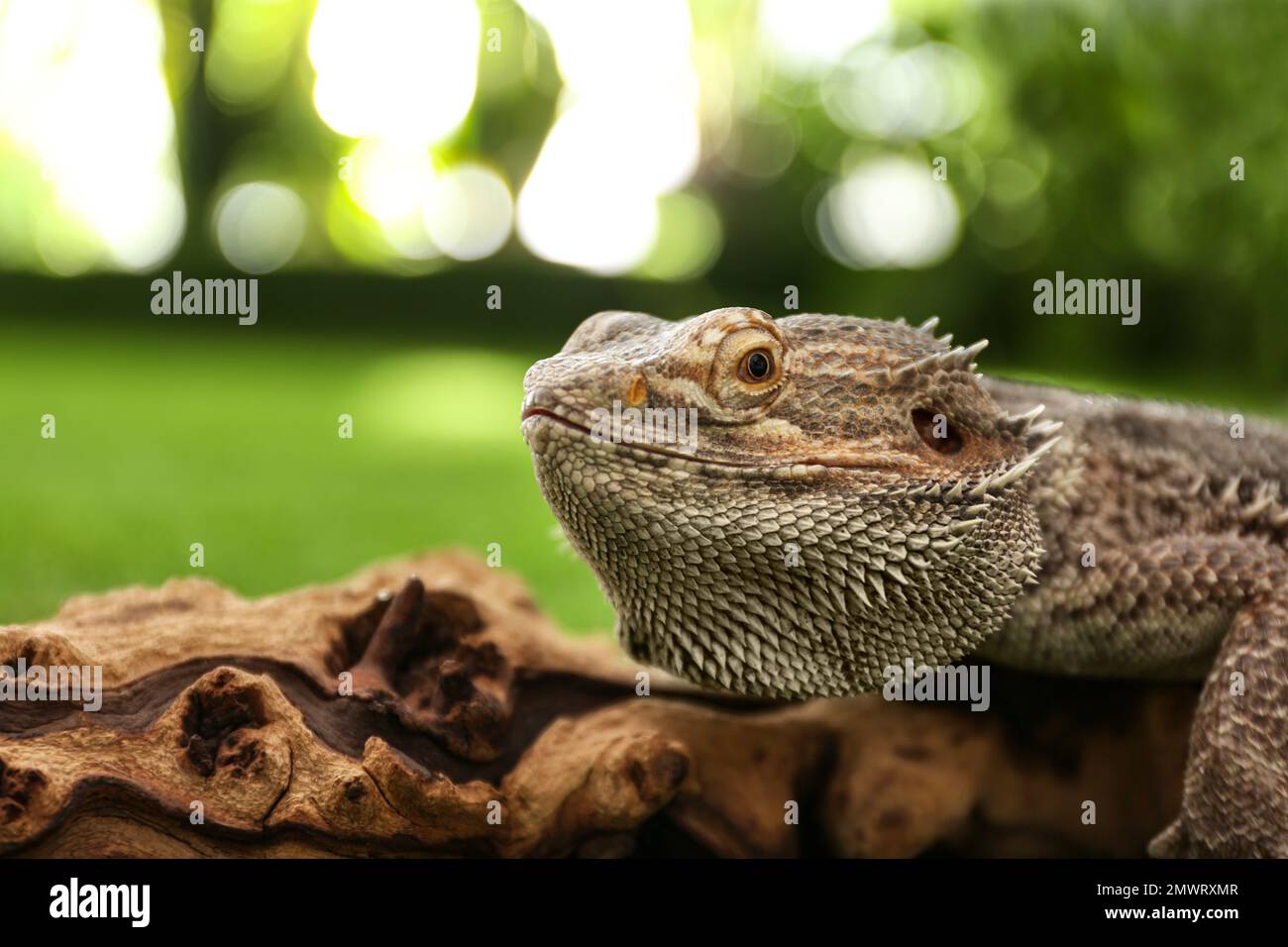 Bearded lizard (Pogona barbata) on tree branch, closeup. Exotic pet ...