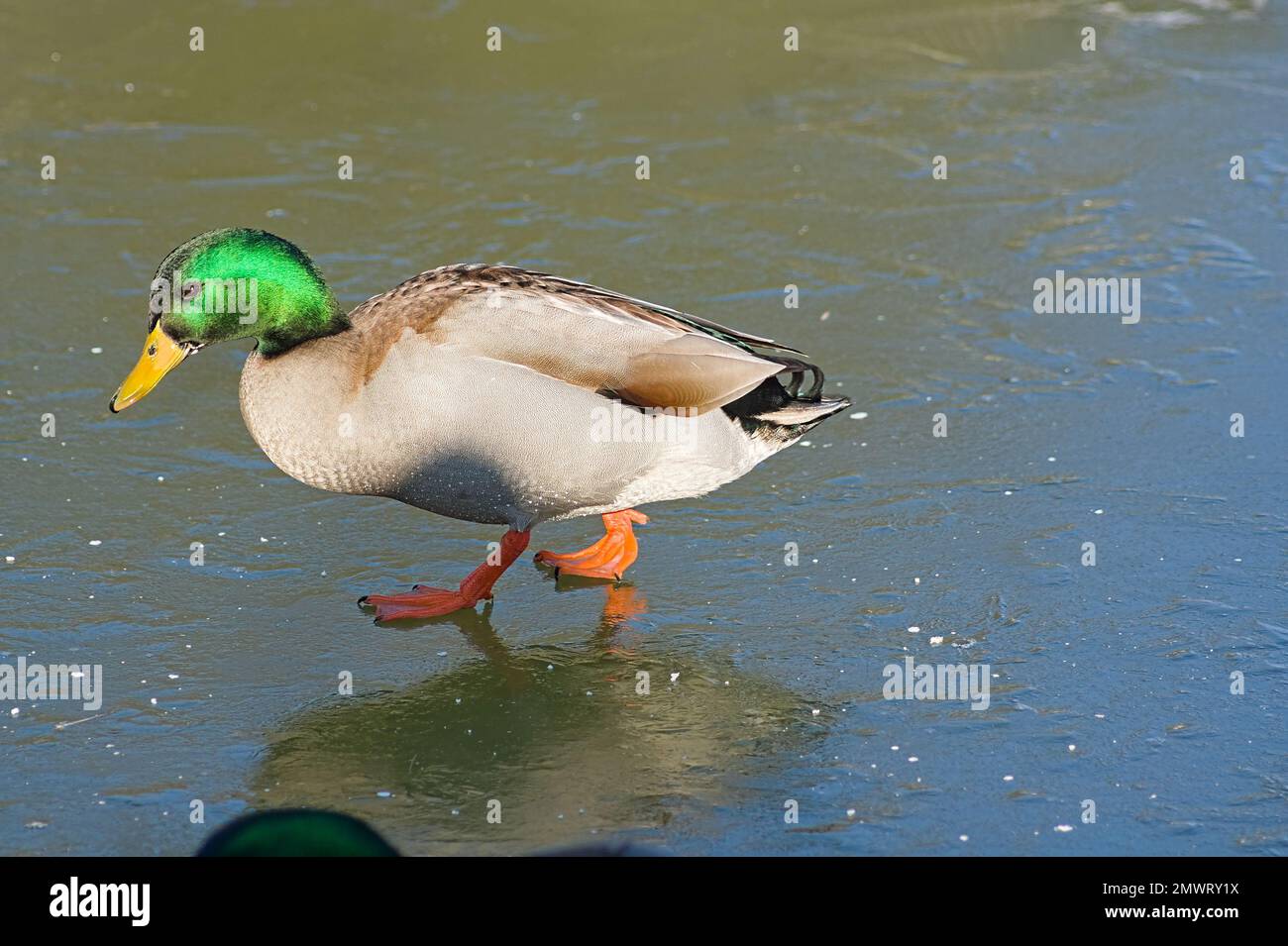 Mallard male duck waddling on frozen water Stock Photo - Alamy