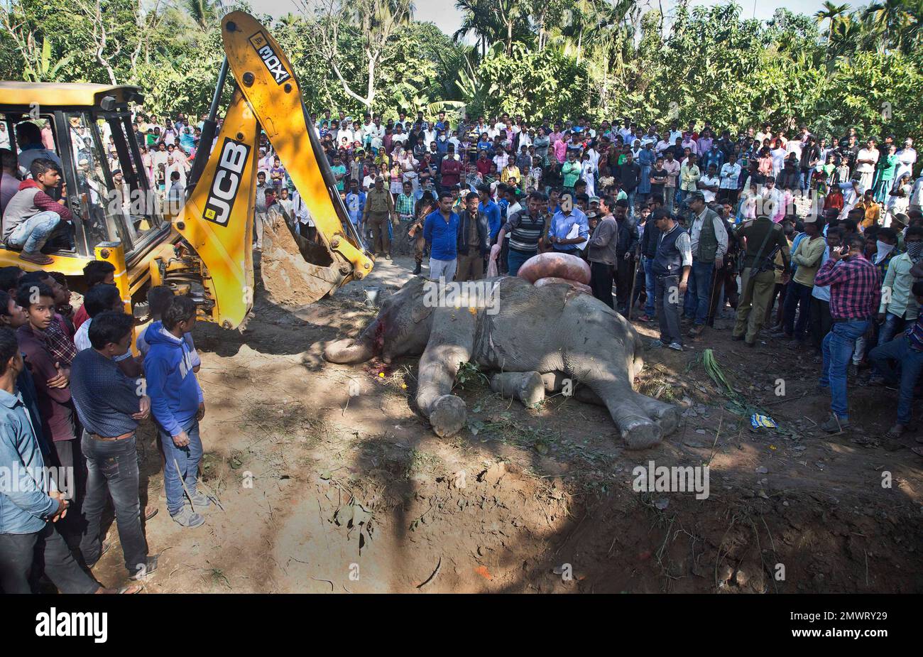 Villagers gather around the body of a male elephant that was among three wild elephants that got ...