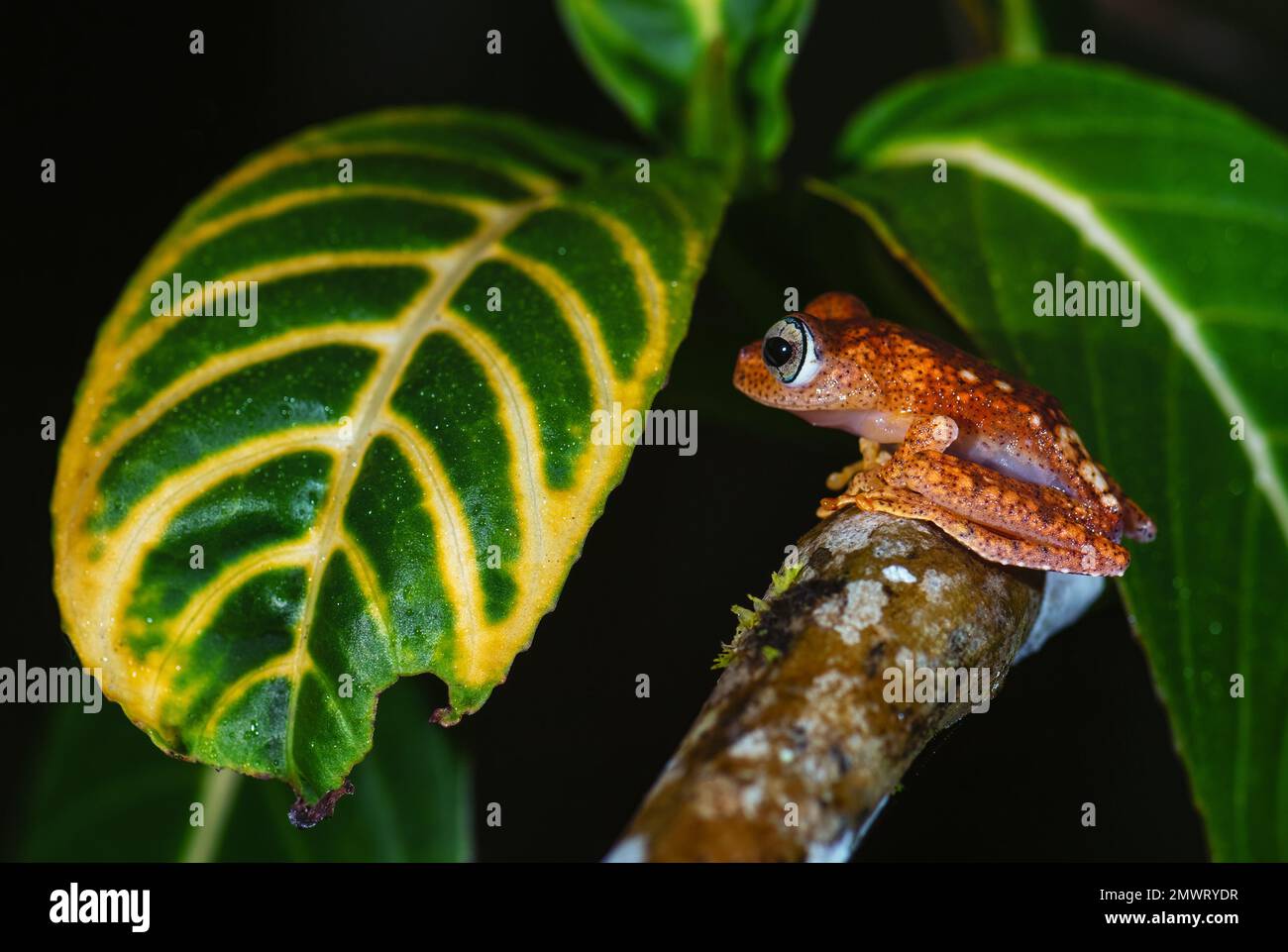 Madagascar frog - Boophis pyrrhus, small beautiful red frog from ...