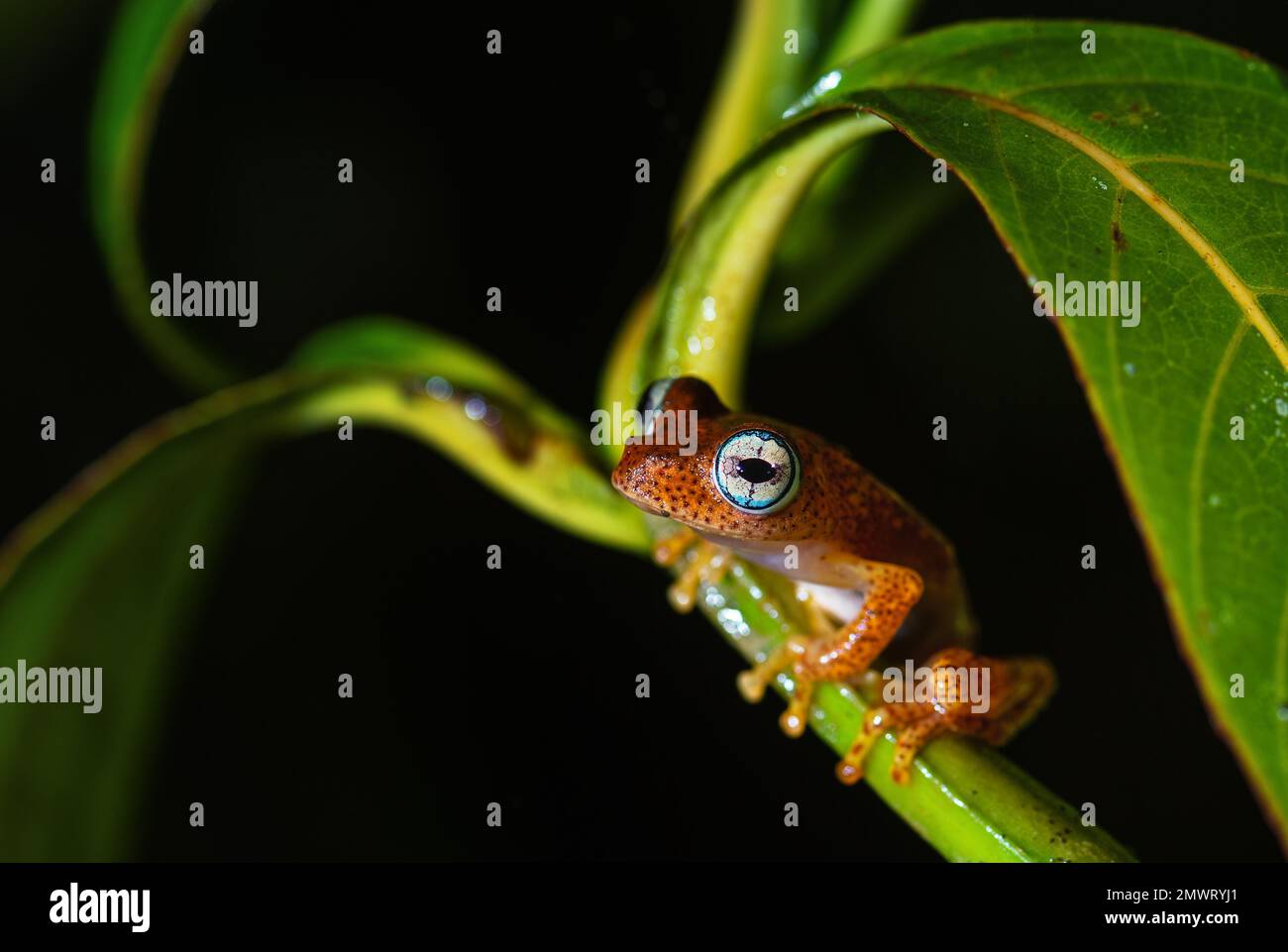 Madagascar frog - Boophis pyrrhus, small beautiful red frog from ...
