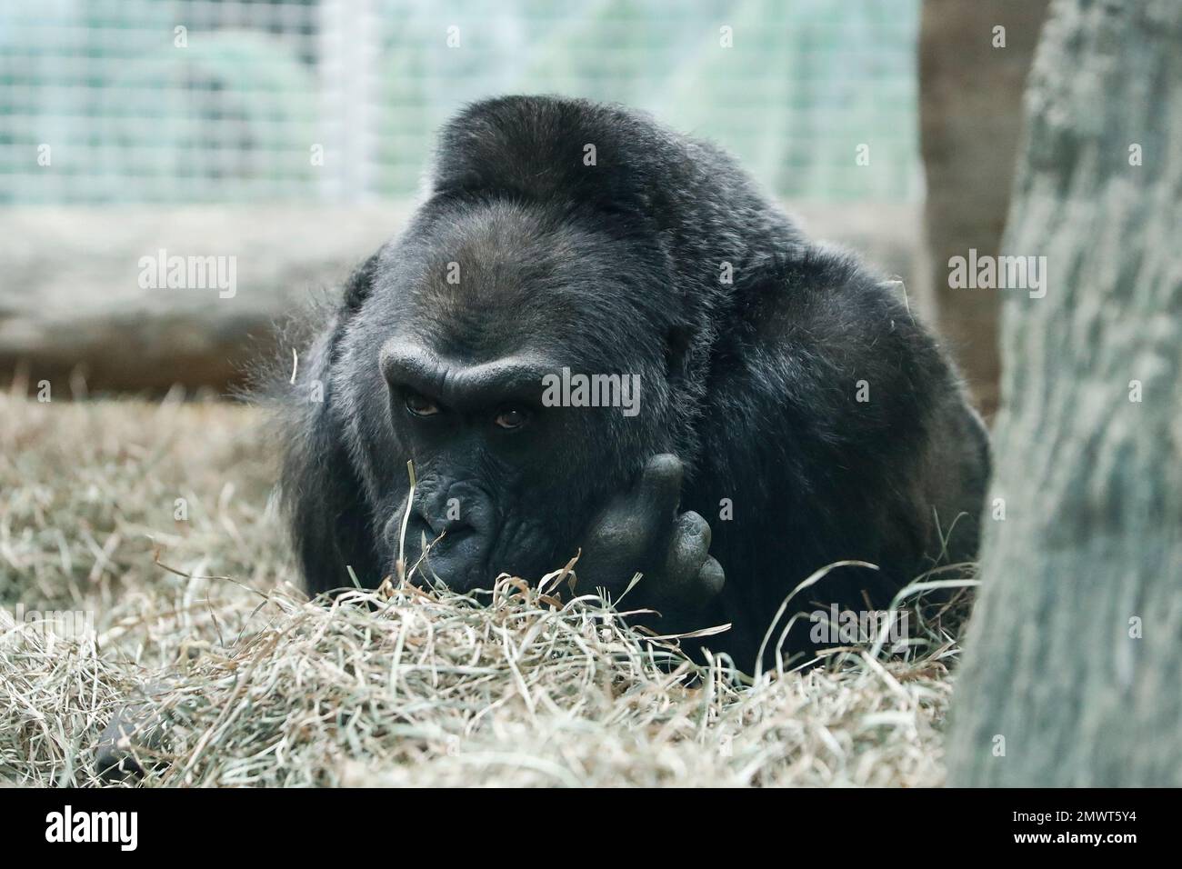 Colo, a Western Gorilla, rests in her enclosure at the Columbus Zoo ...