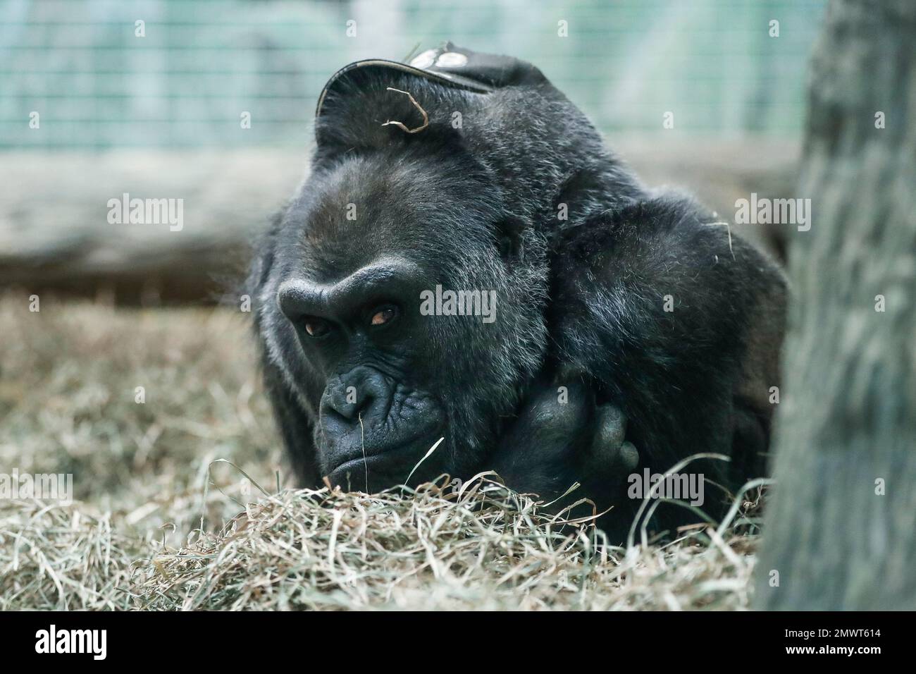 Colo, a Western Gorilla, rests in her enclosure at the Columbus Zoo ...