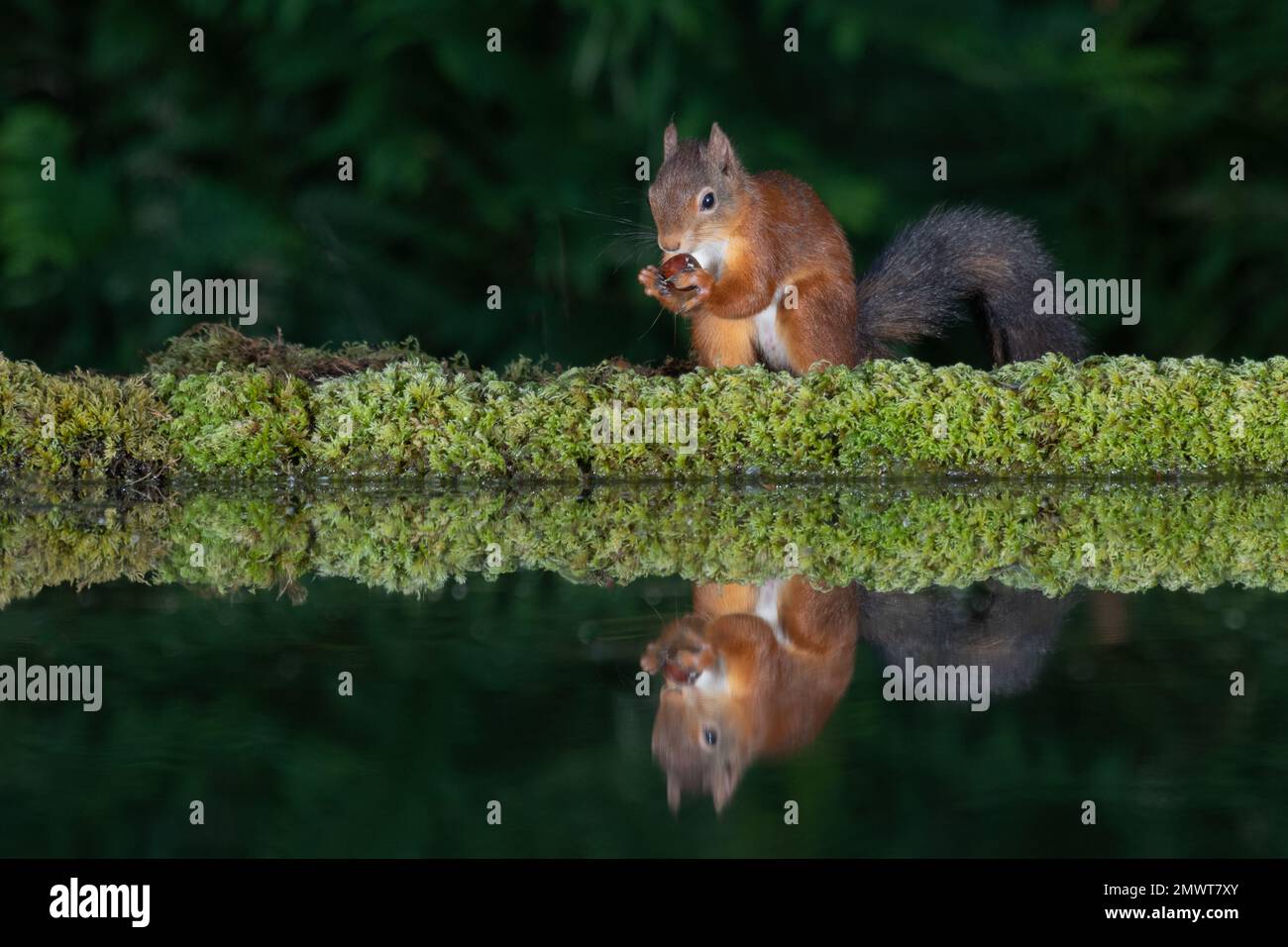 A red squirrel feeding on a hazelnut by the side of a pool. It is ...