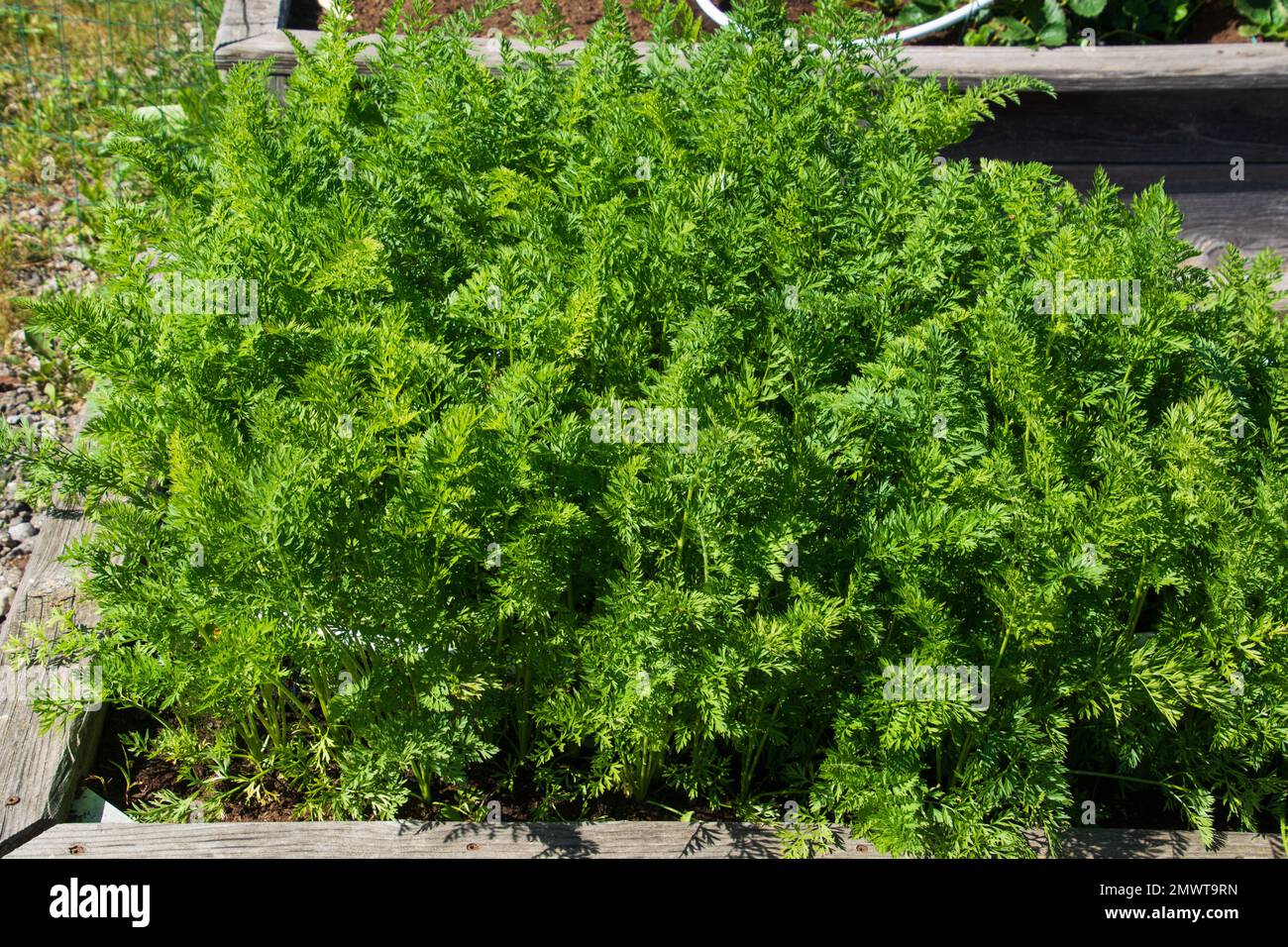 big parsley curly plant grows in a small vegetable patch Stock Photo ...